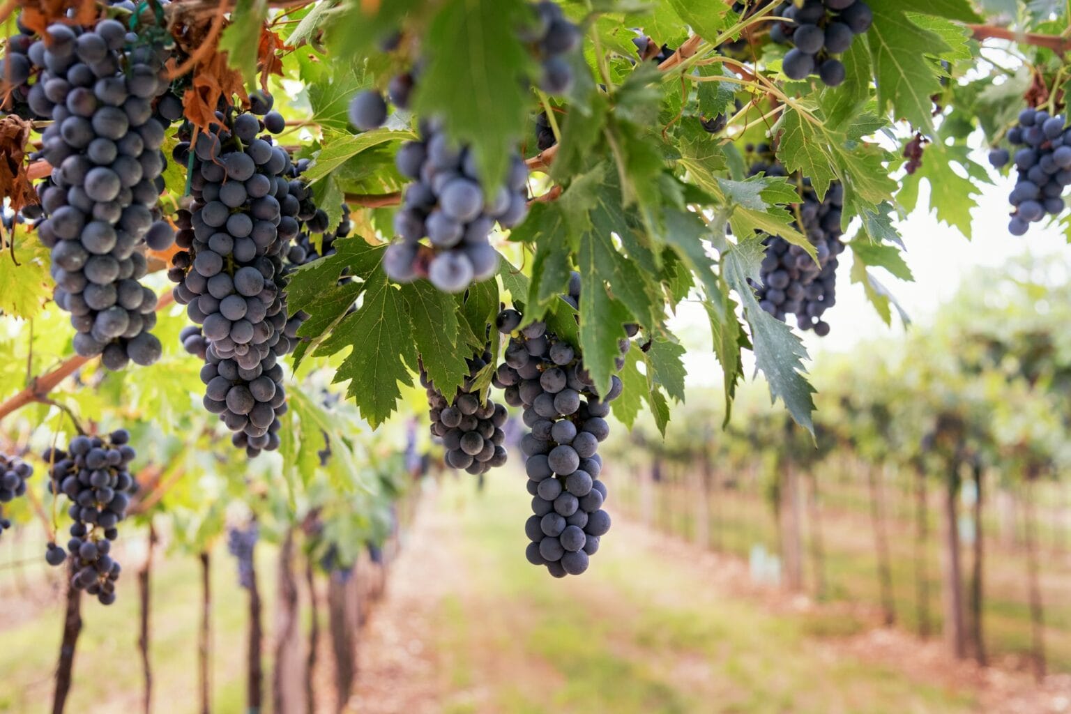 Best Vineyard Tour In Bangalore
